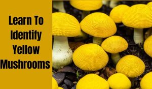 21 Yellow Mushroom Species (Identification & Pictures) - Dietary Habit